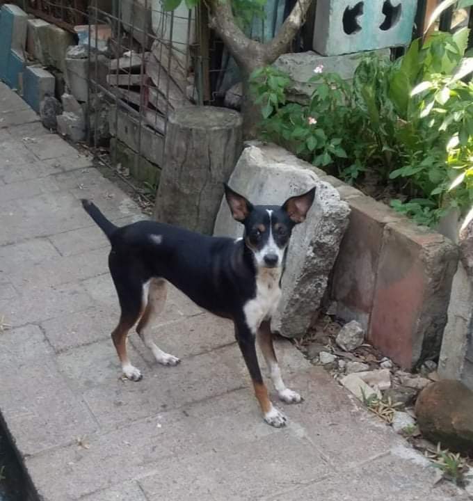 What Color Are Ratonero Murciano De Huerta Dogs