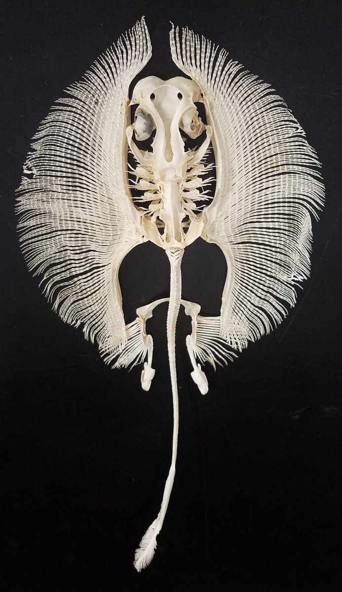 Stingray Skeleton