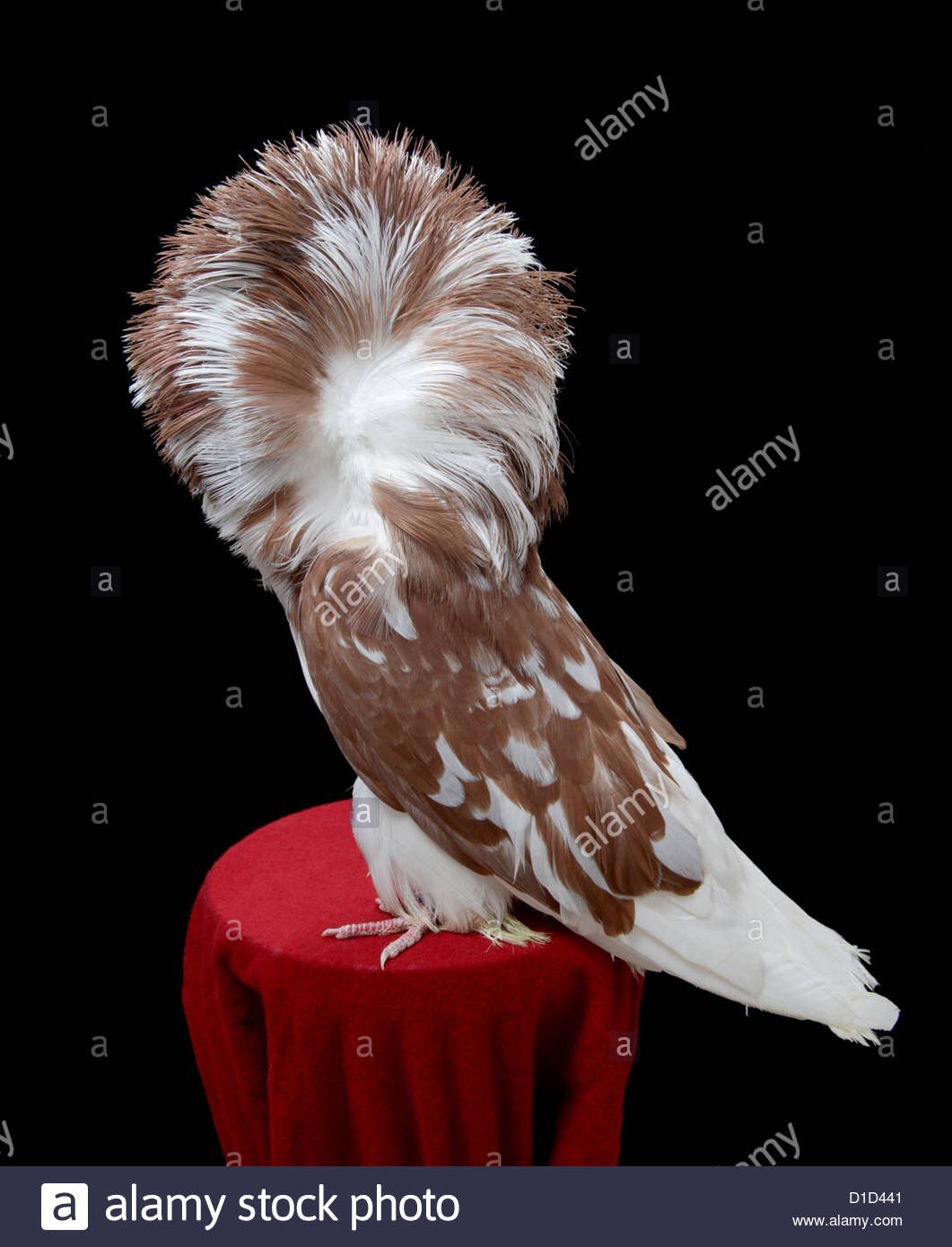 White Jacobin Pigeon