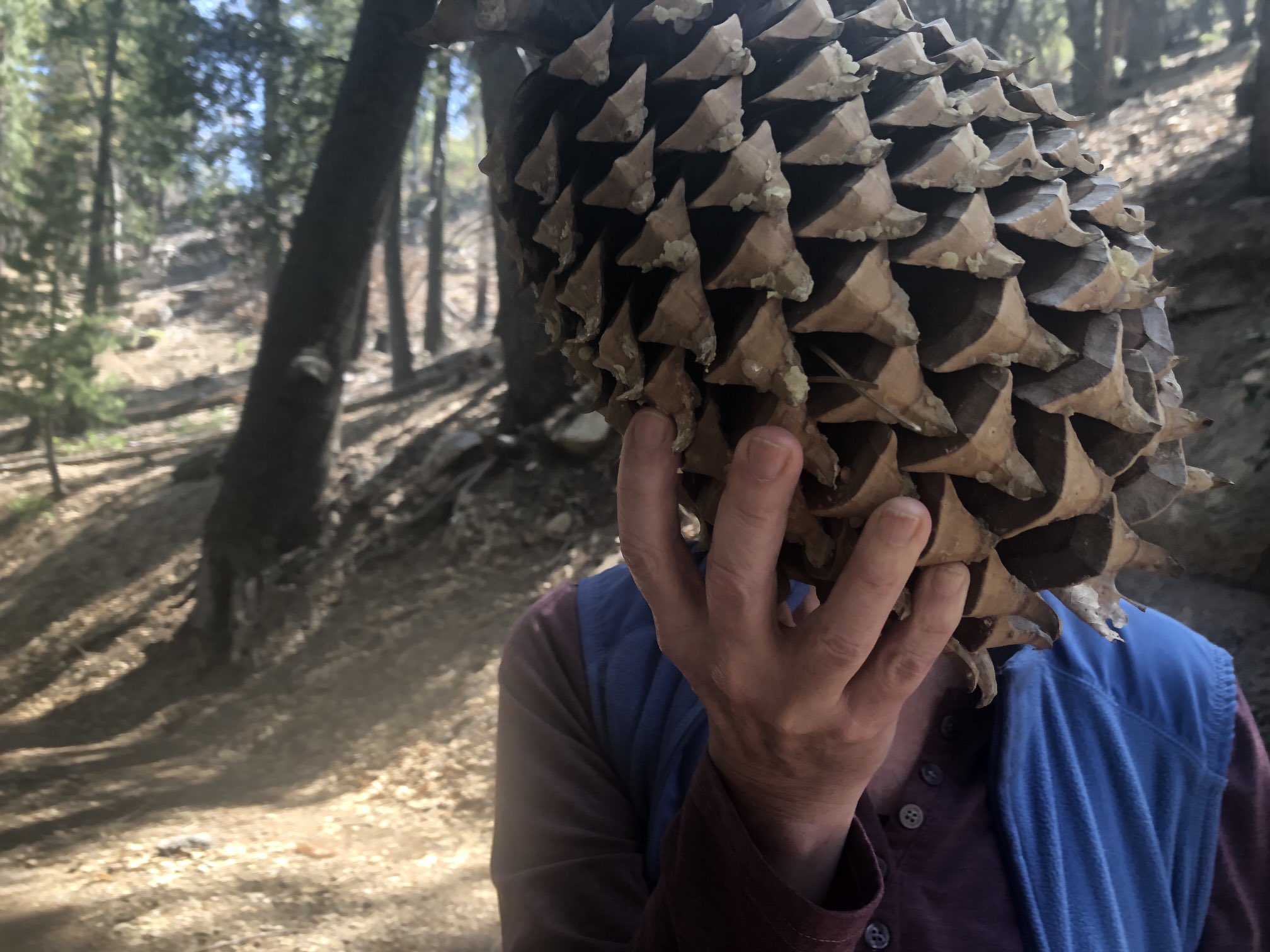 Worlds Largest Pine Cone How To Make A Pinecone Scale Pumpkin DIY