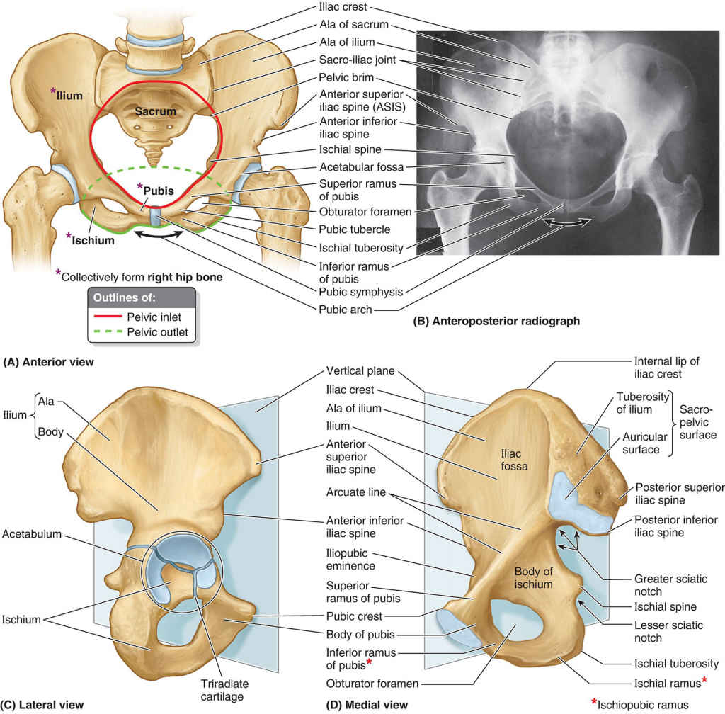 Internal Lip Of Iliac Crest