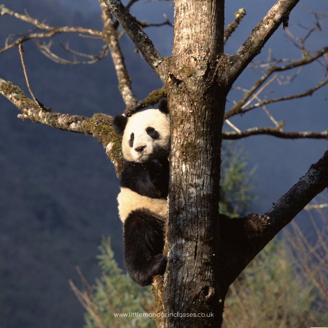 Giant Panda Climbing Tree