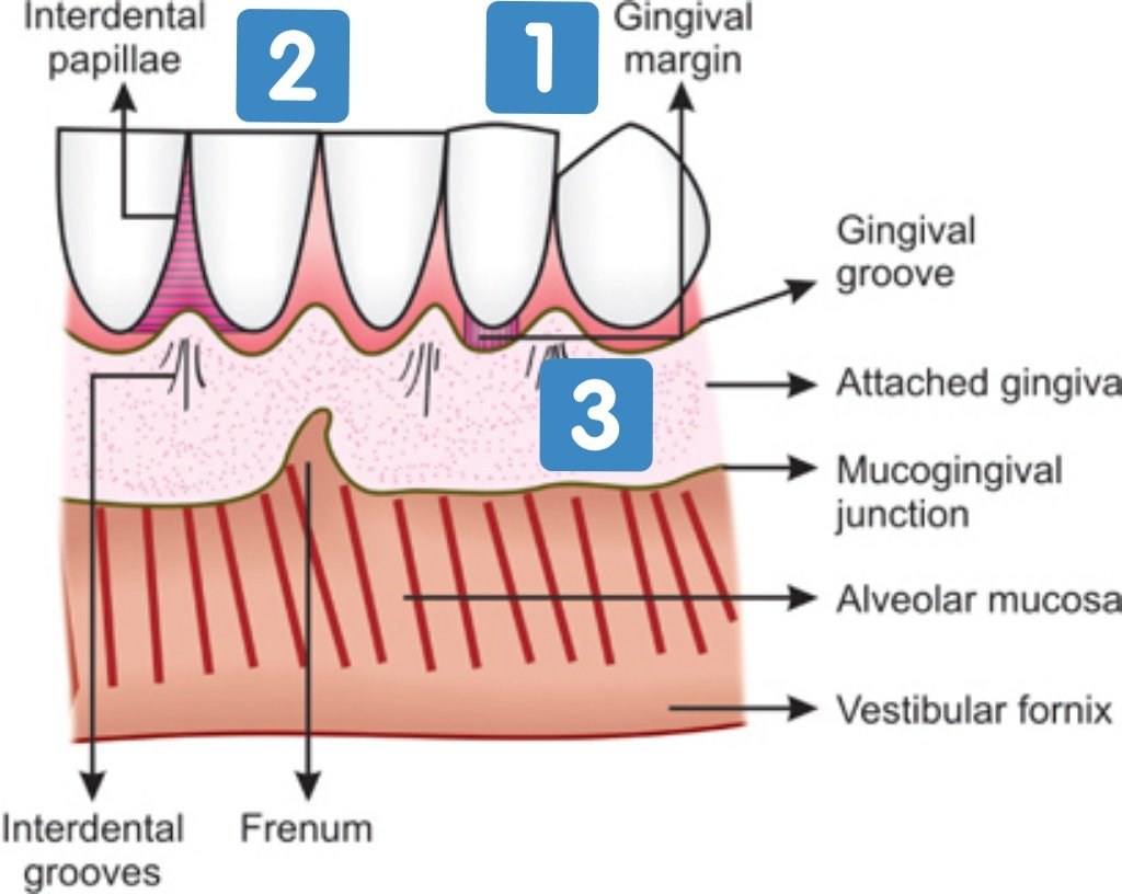 Unattached Gingiva