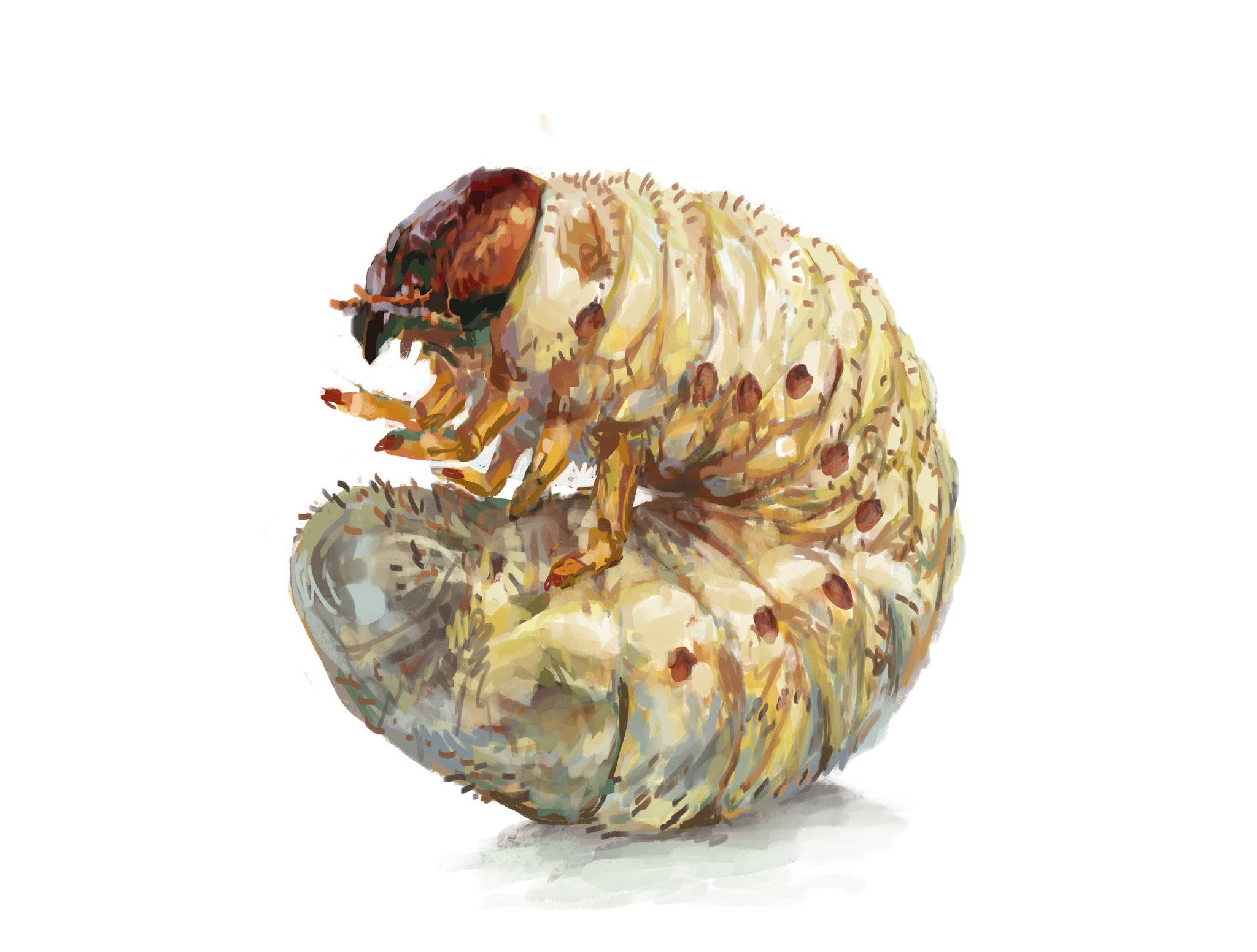 Hercules Beetle Larva