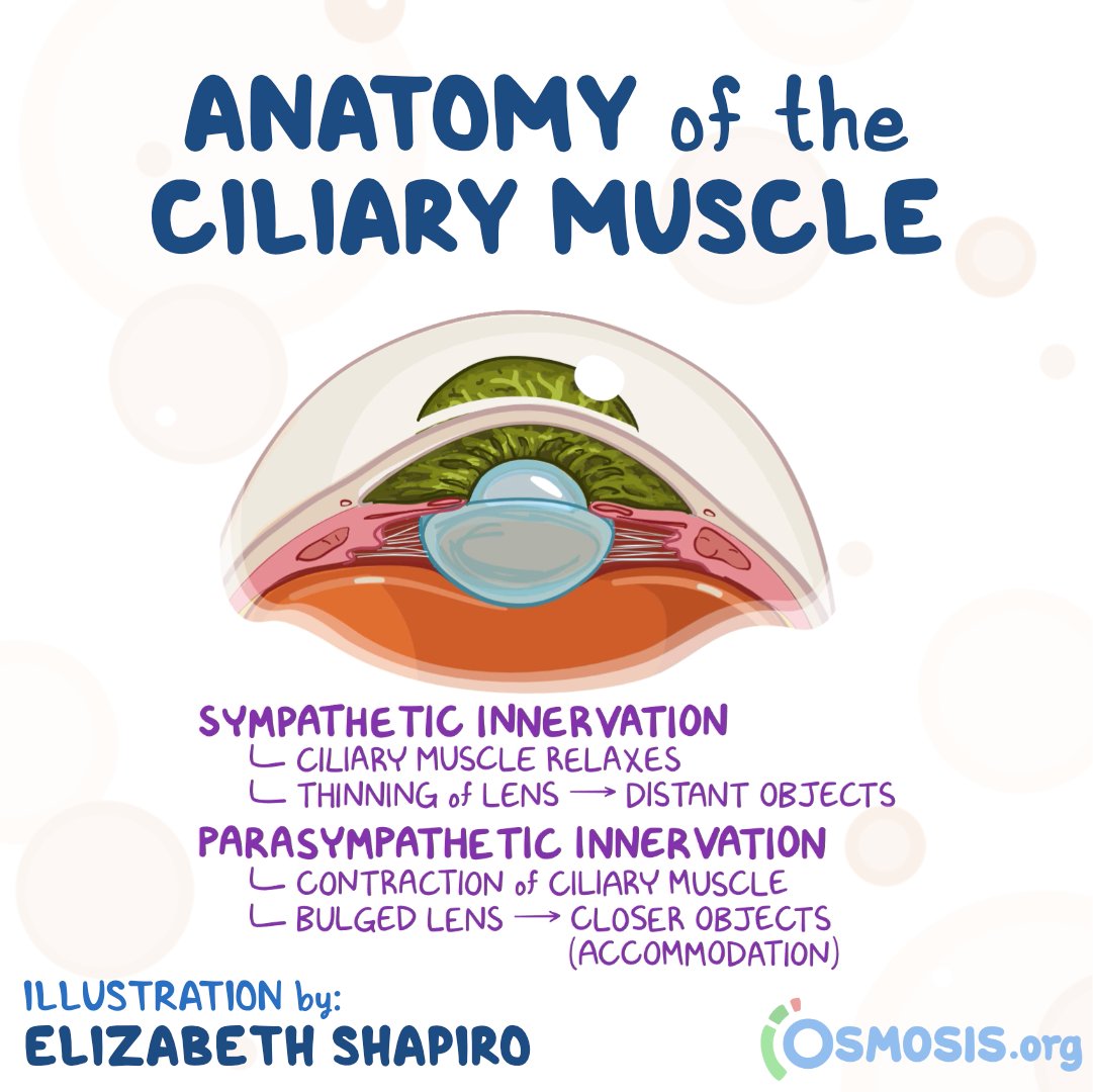 Ciliary Muscle Accommodation