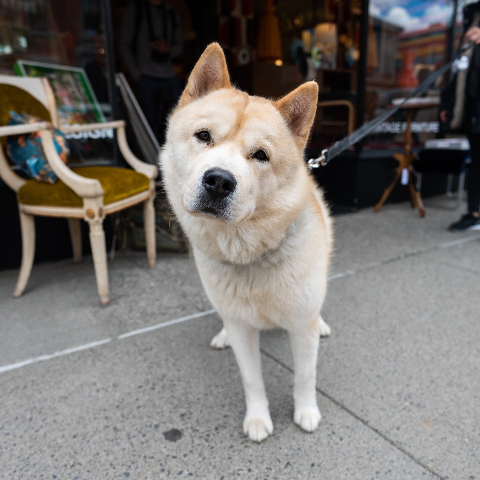 Husky X Chow Chow Selecting Pups For My Subscribers | Husky, Chow Chow