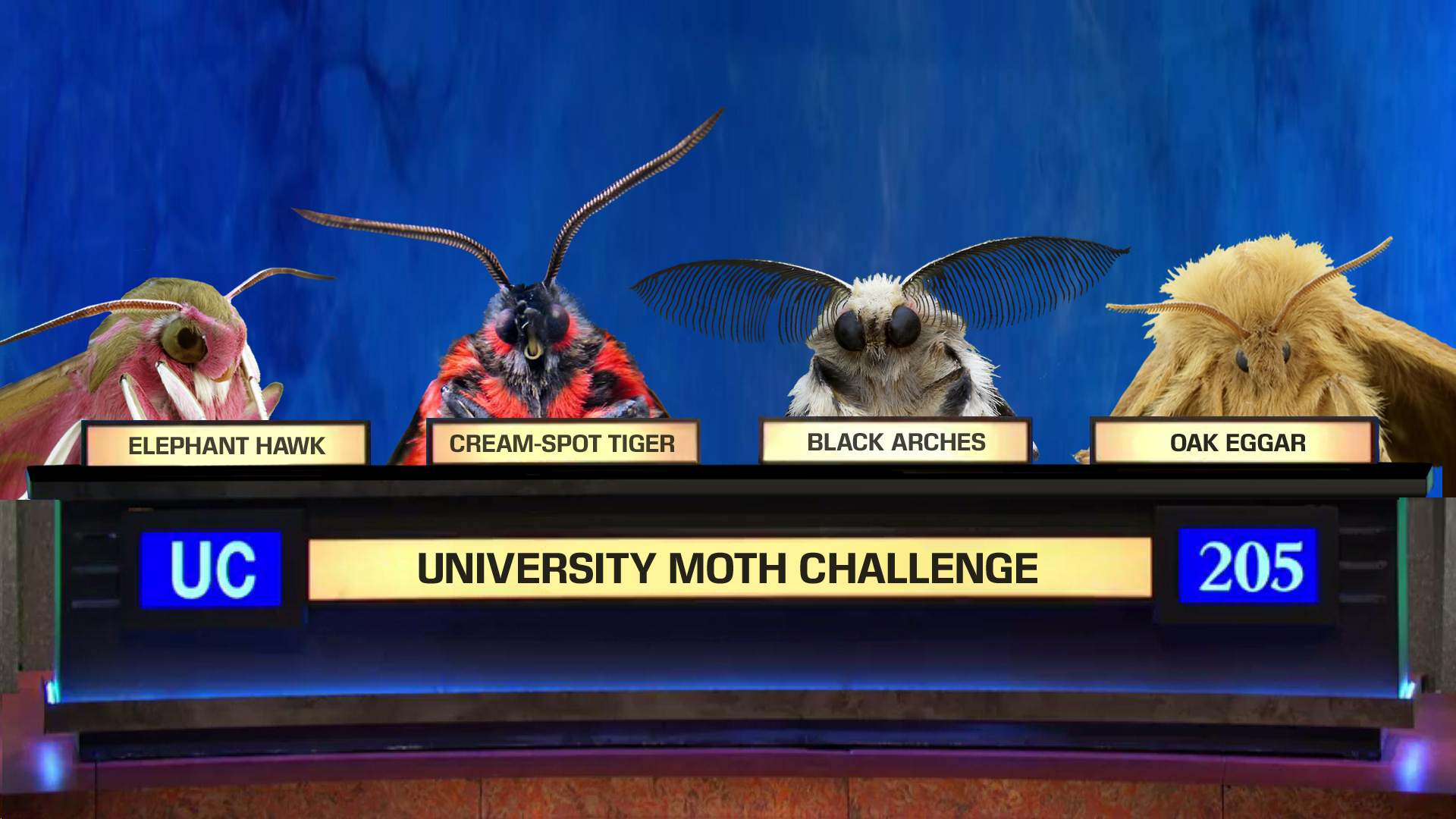 Largest Moth Ever Recorded