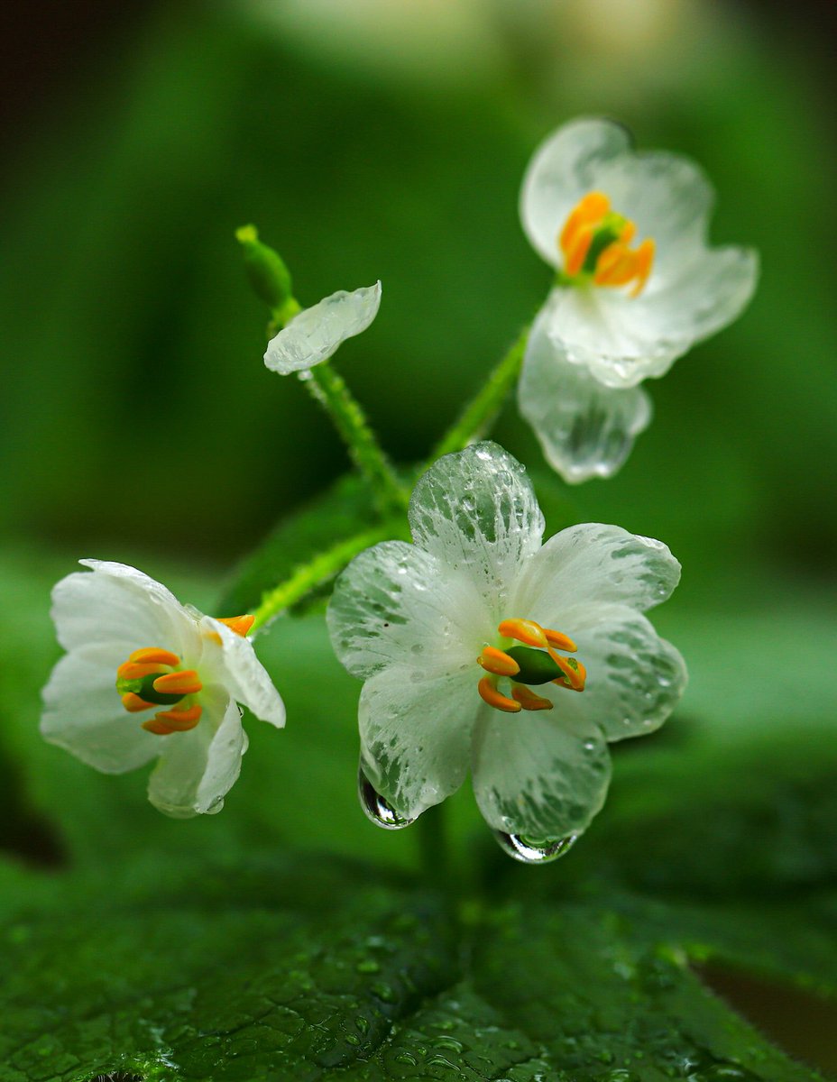 進 撃 の こ (@NOCO_DAYBREAK) | Twitter