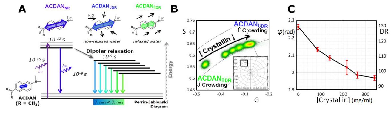 Leonel Malacrida on Twitter: "Using the unique photophysics of ACDAN in combination with ...