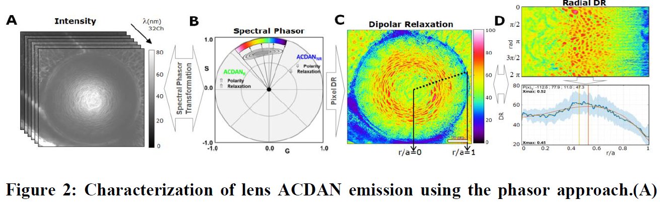 Leonel Malacrida on Twitter: "Using the unique photophysics of ACDAN in combination with ...