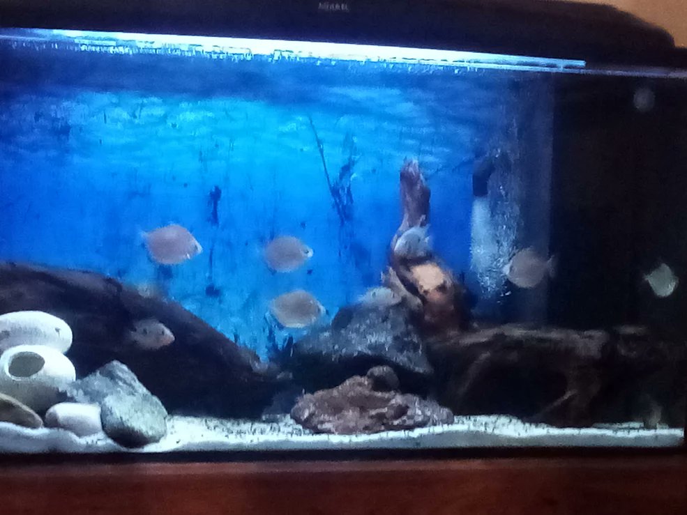 Oscar Fish Tank Setup