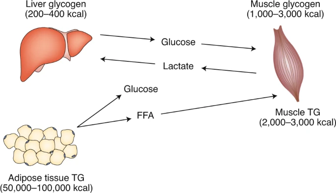Glycogen Liver