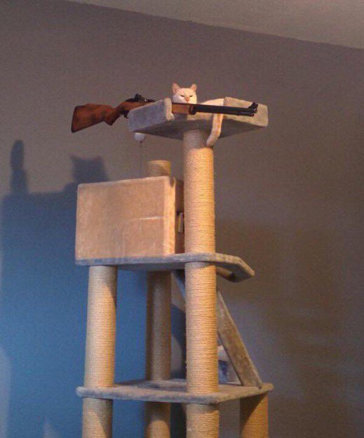 Cats With Snipers Rifles