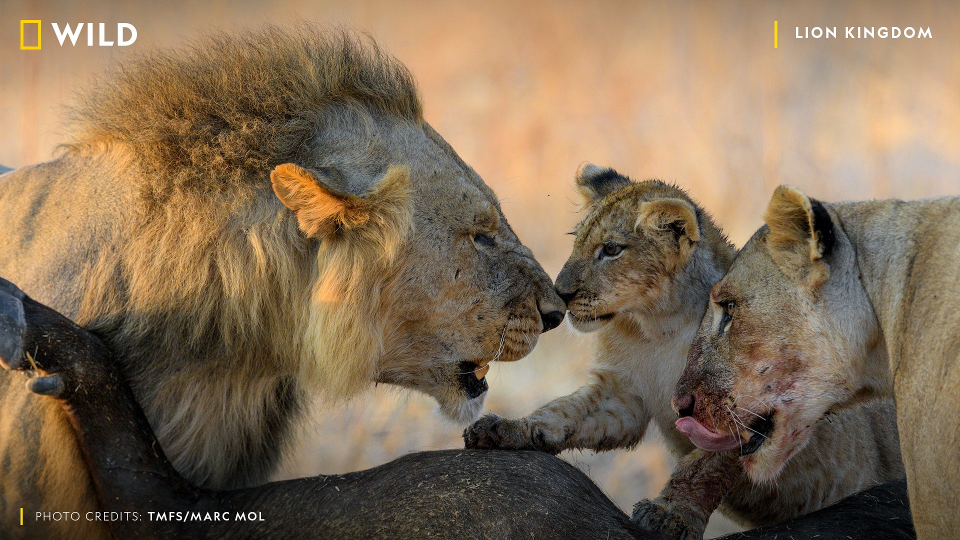 Wild Lion Fighting