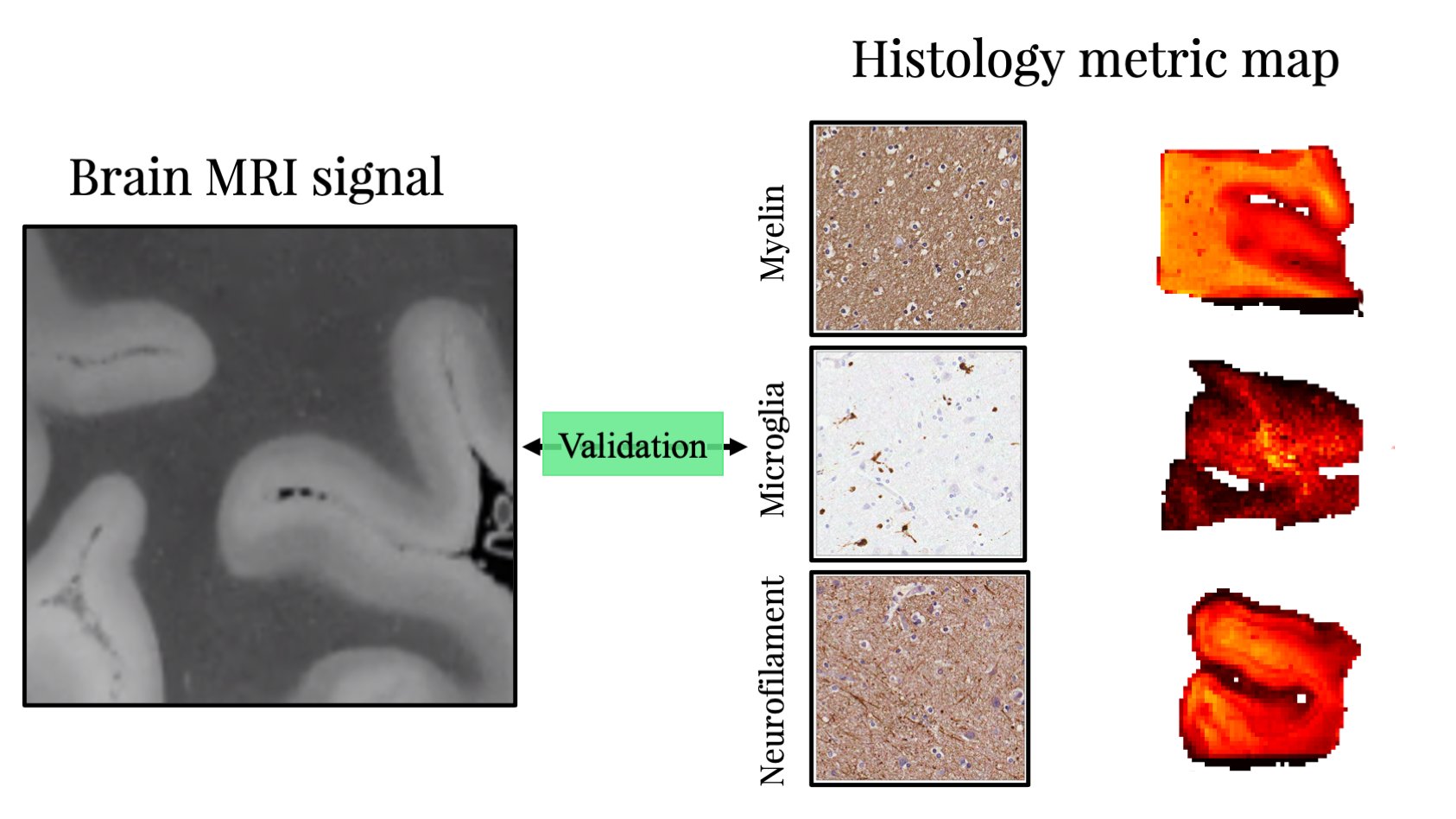Histology Map