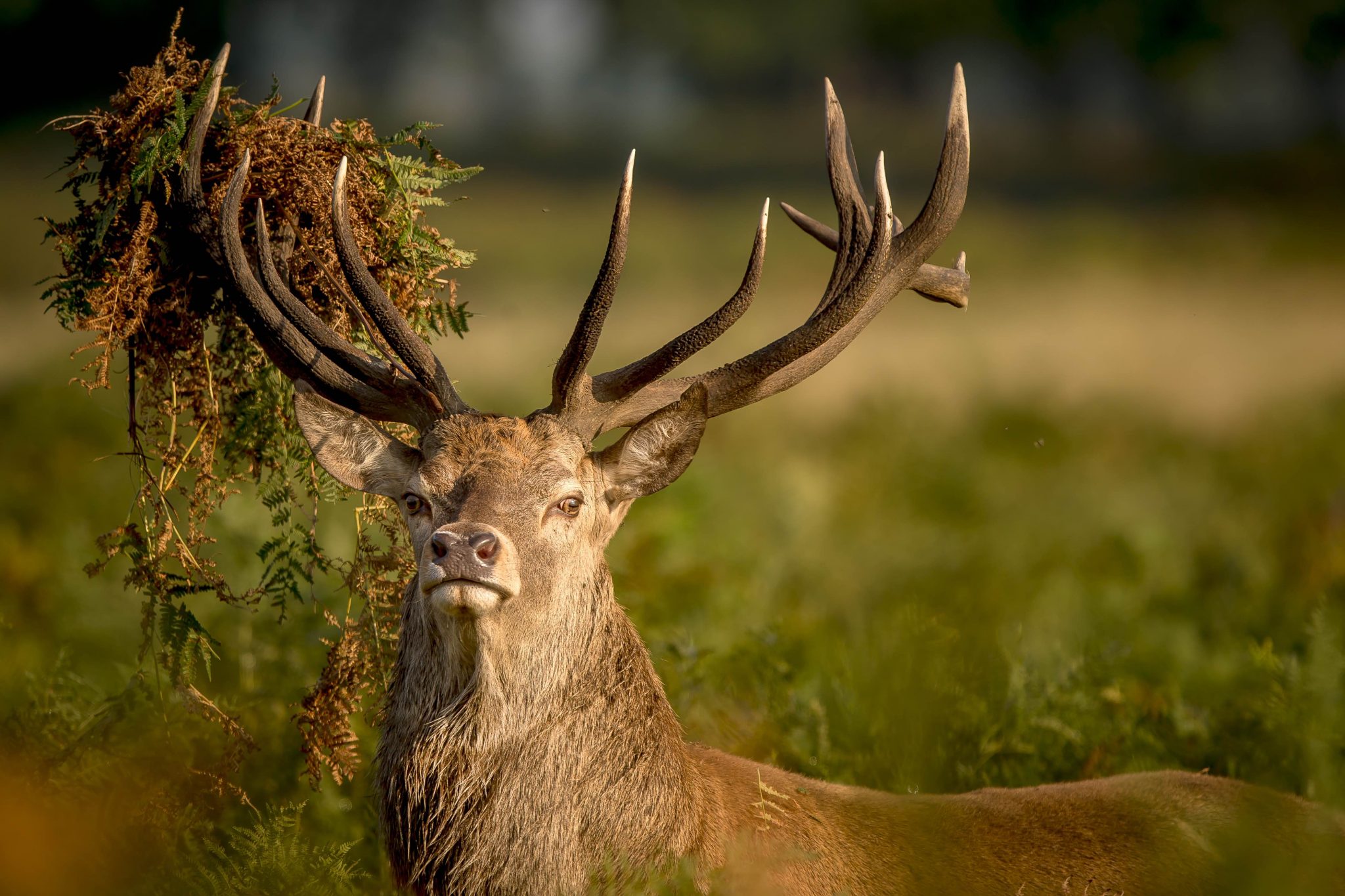 Royal Stag Wallpaper