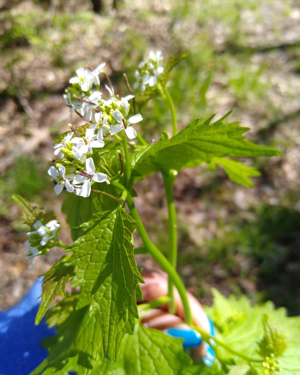 GiLLS CISMA – Michigan Invasive Species Coalition
