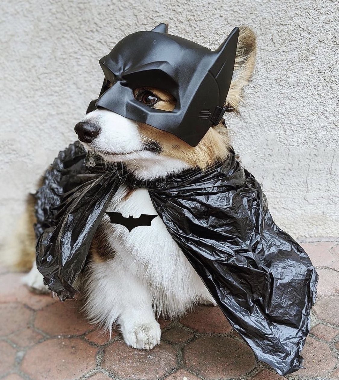 Corgi In Batman Costume