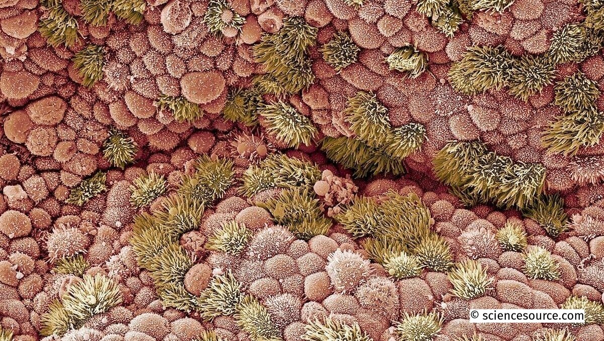 Electron Microscope Images Color