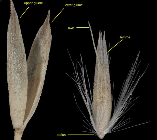 The genera of Poaceae. The next big section of grass genera has just 1 ...