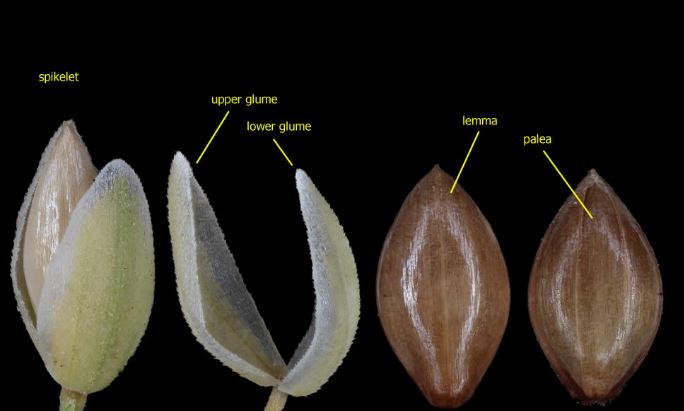 The genera of Poaceae. The next big section of grass genera has just 1 ...