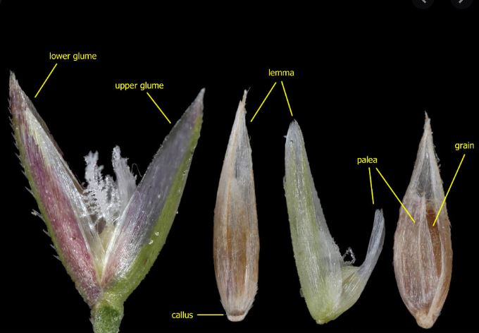 The genera of Poaceae. The next big section of grass genera has just 1 ...