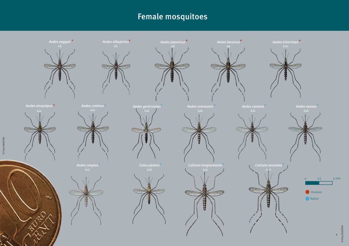 Mosquito Identification Chart Cleveland's Mosquito Days Are Buzzing In