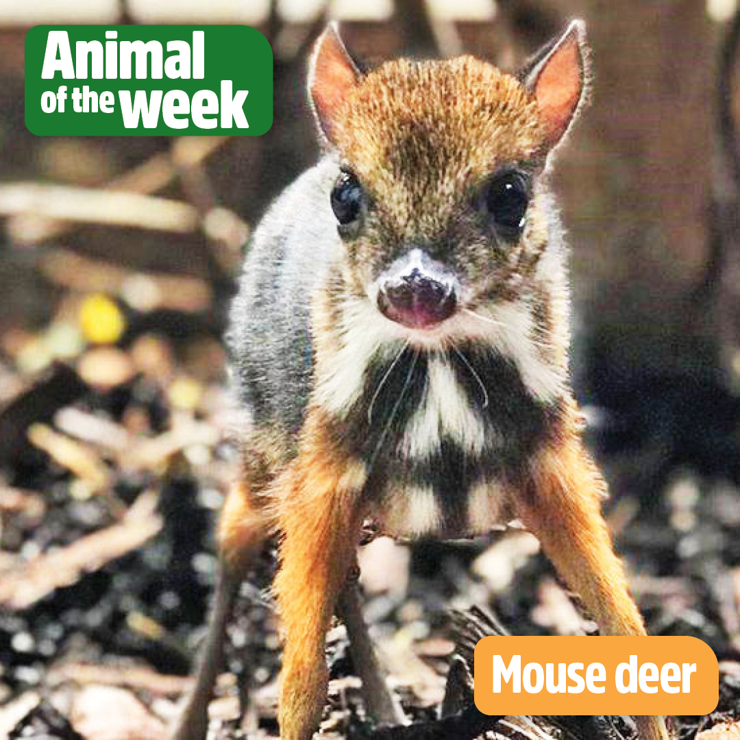 Baby Mouse Deer
