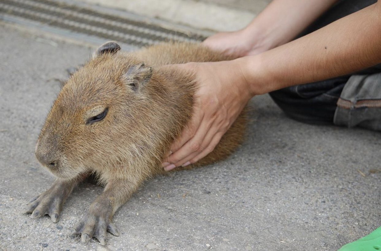 Capybaras on Twitter: "travel size capybara https://t.co/ijb3PLvqMR" / Twitter