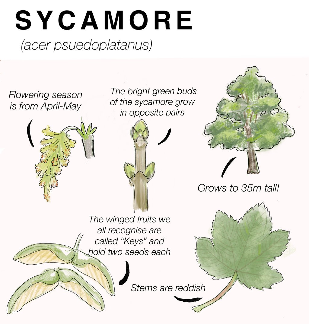Sycamore Tree Seeds