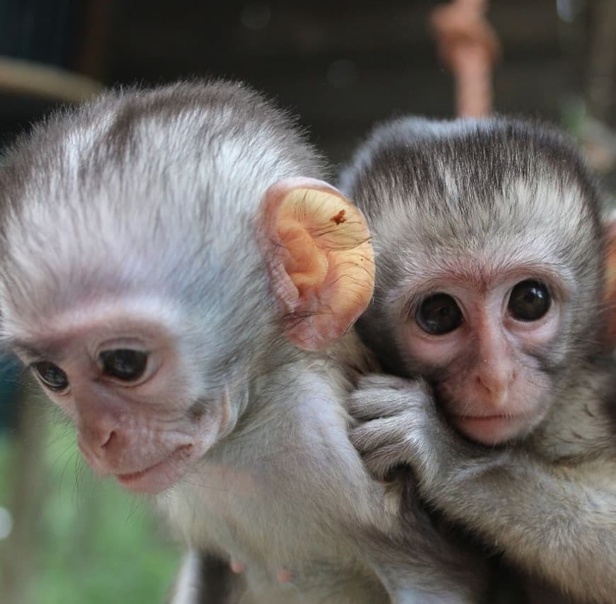 Bale Mountains Monkey