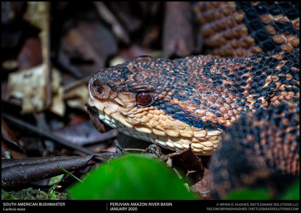 Bushmaster Snake