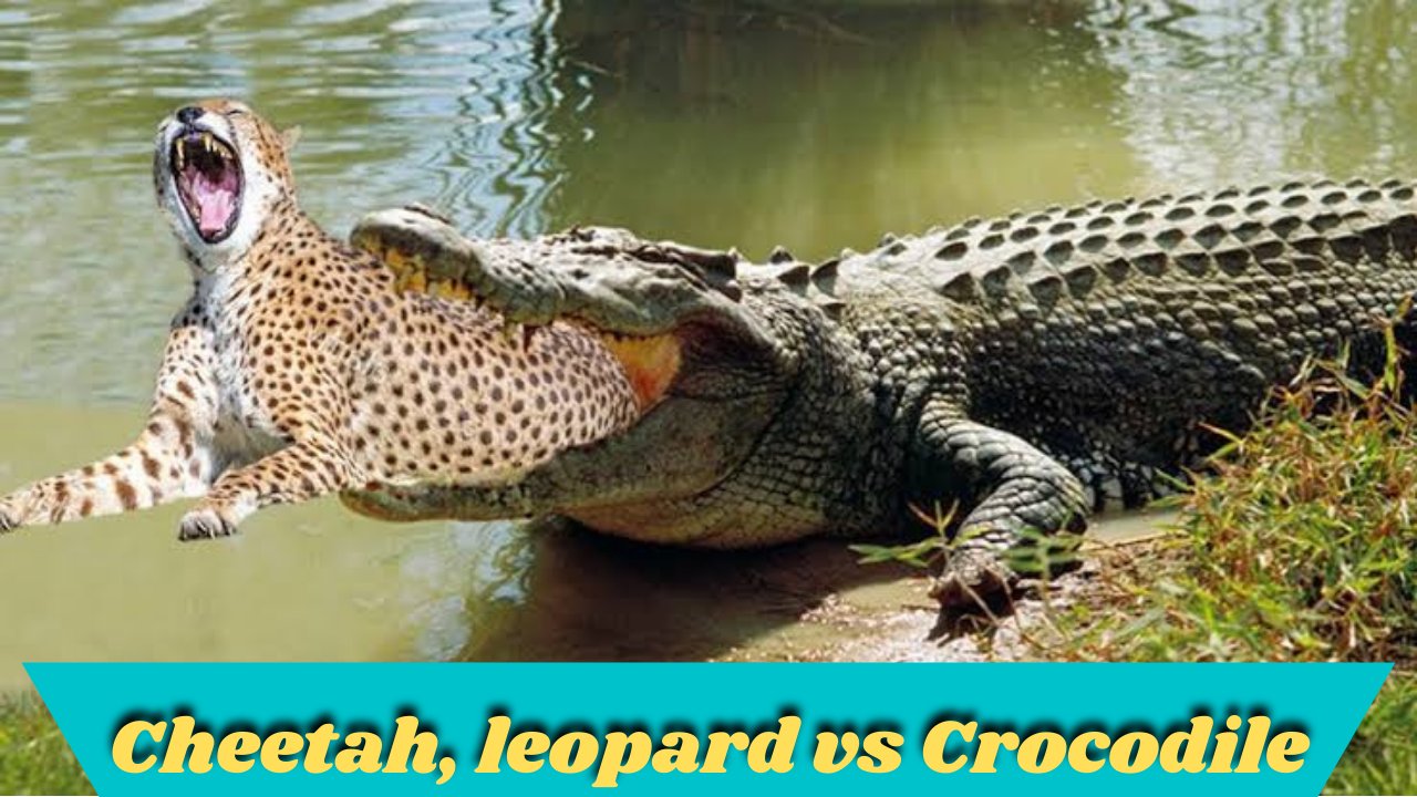 Jaguar Vs Crocodile