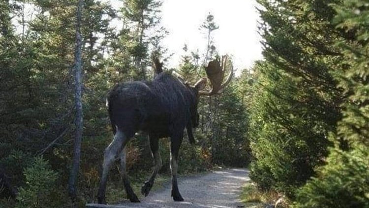 Alce Gigante Apuntes De Safaris: Los 5 Grandes De Alaska