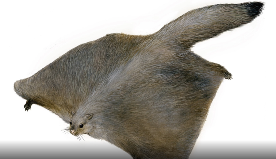 Two new species of rare woolly flying squirrels are discovered in SW ...