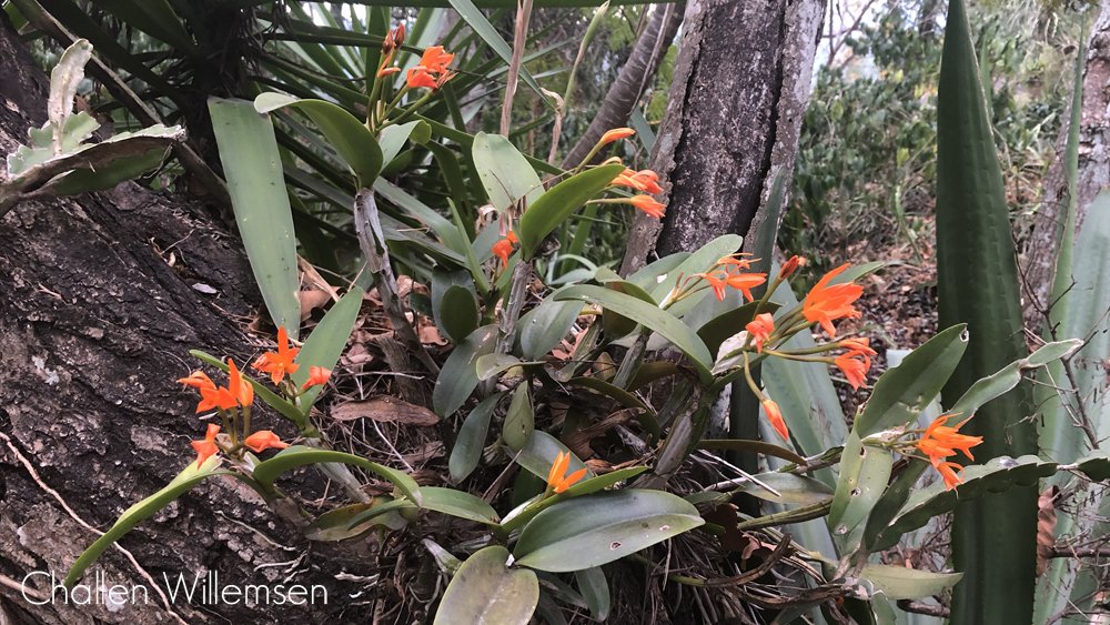 Epiphytes Flowers