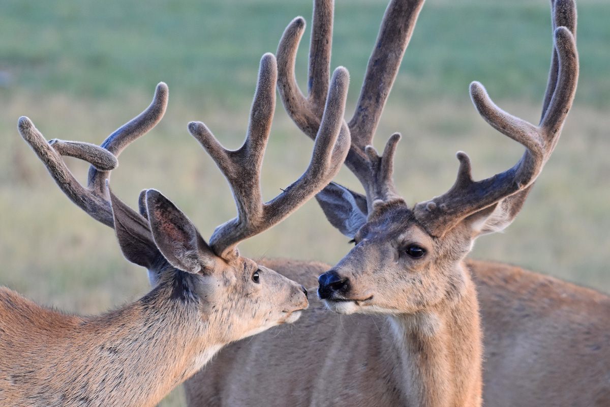 Mule Deer In Velvet Pictures