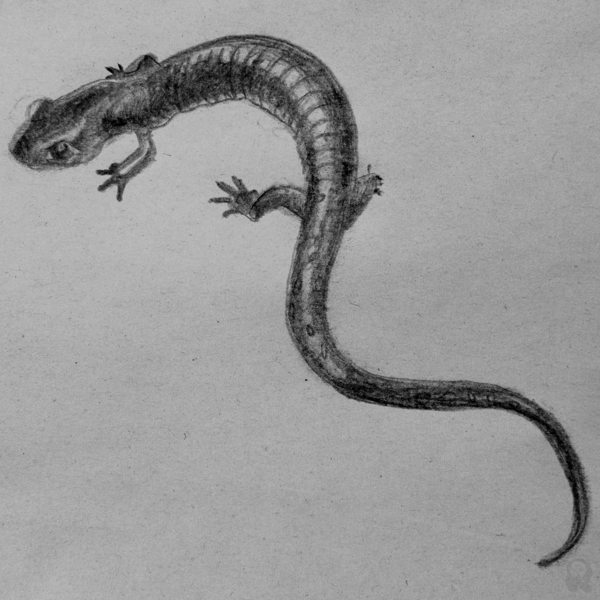 Salamander Drawing