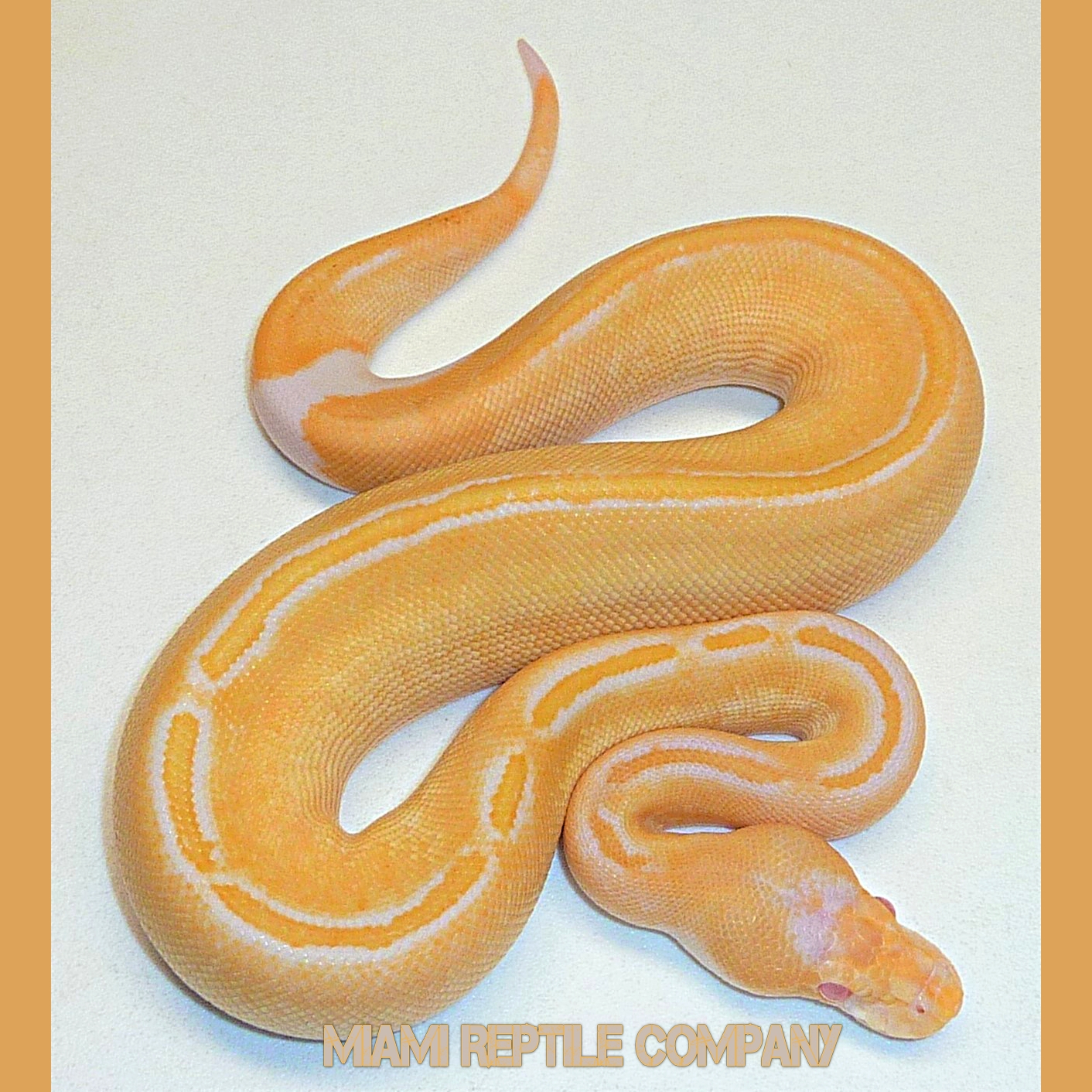 Baby Albino Ball Pythons