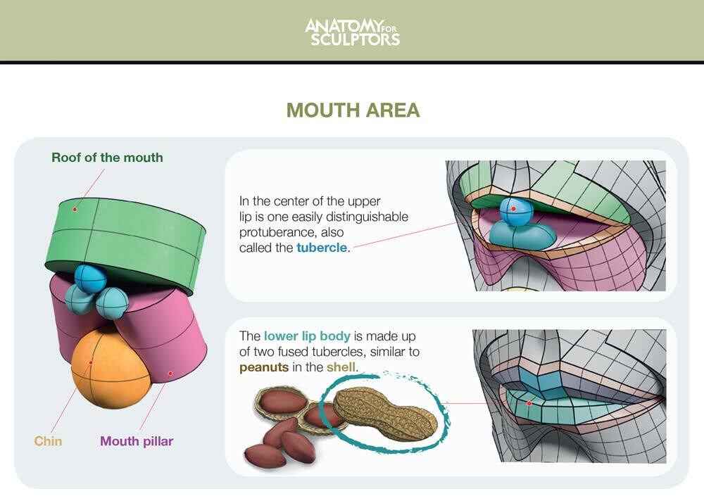 Lip Anatomy Tubercle