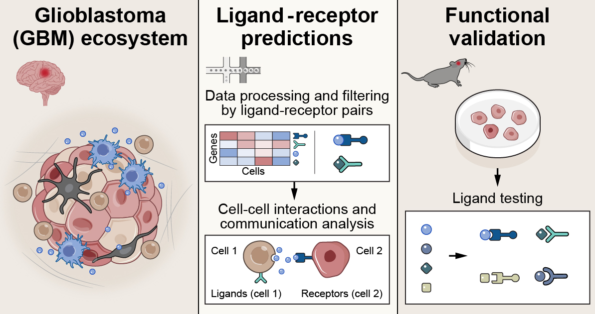 Tirosh Lab on Twitter: "Thrilled to announce that our work with @hara_toshiro, @RChanoch ...