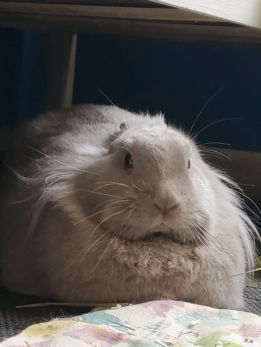 【衝撃】生きているウサギが「まんじゅう」になる瞬間がコチラ… : ずっと日曜日のターン