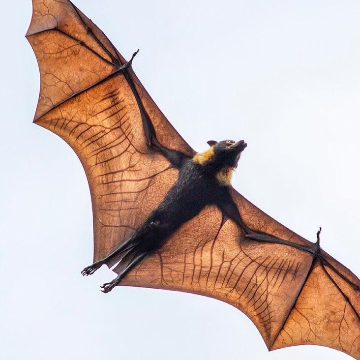 White Winged Flying Fox