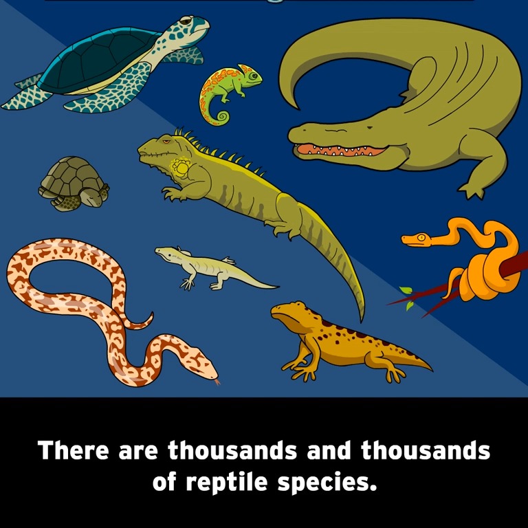 Types Of Reptiles