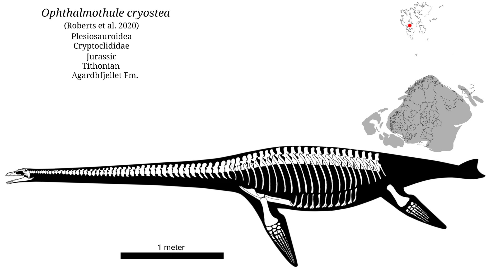 Plesiosaurus Skeleton