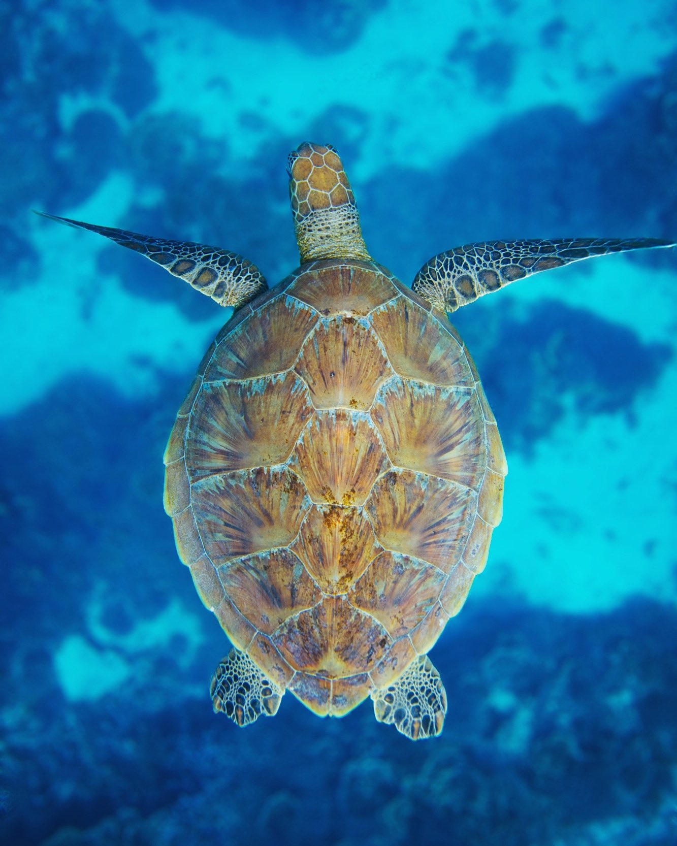 Sea Turtle Back View