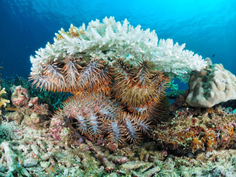 Crown Of Thorns Starfish Outbreak