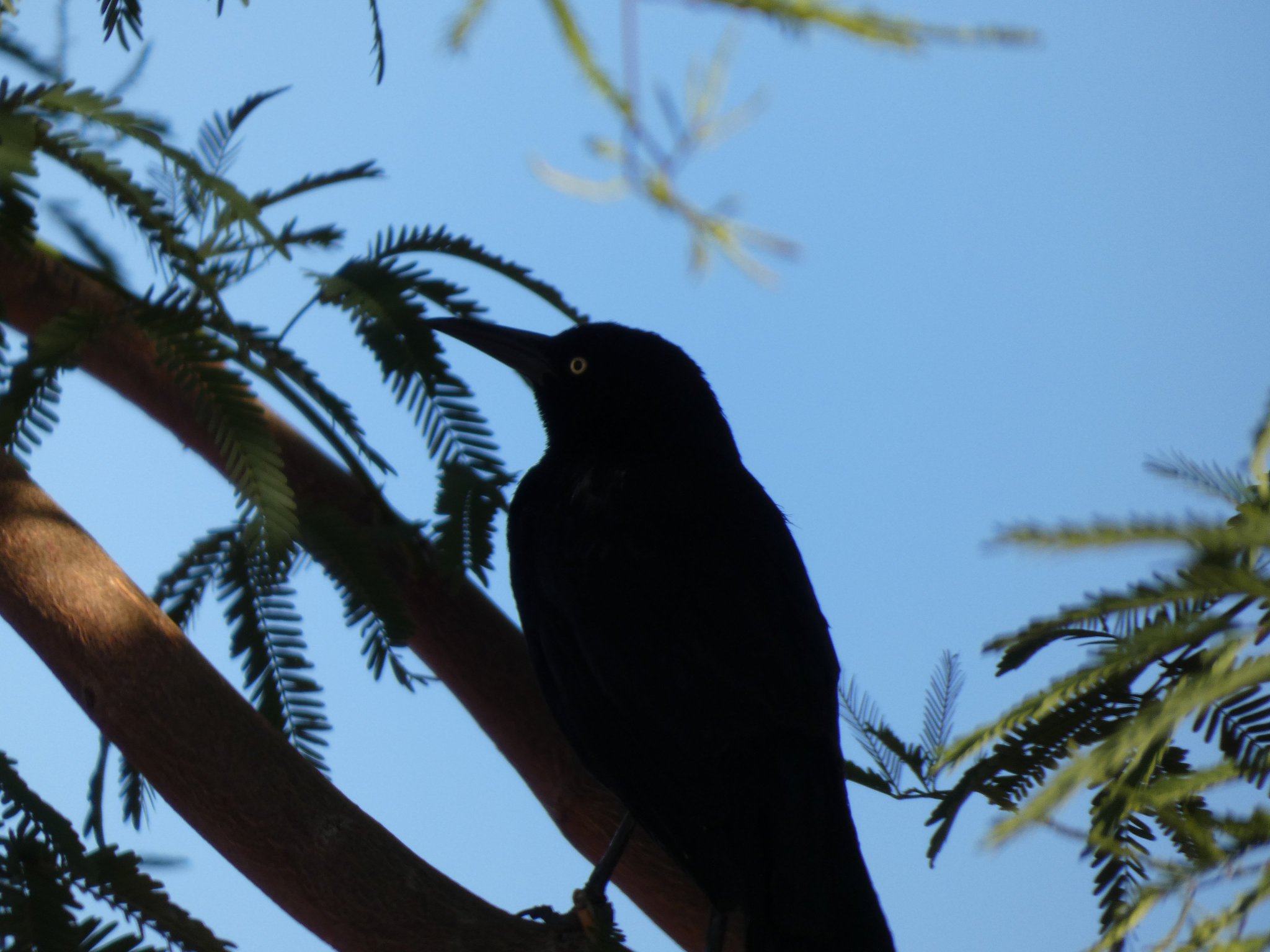 TW Pornstars - 1 pic. Goblin Nick. Twitter. great-tailed grackle boy ...