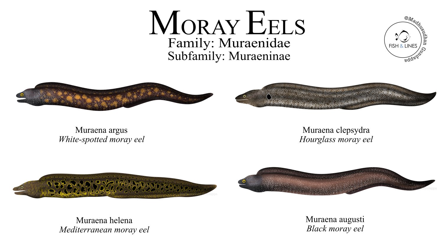 Eel Names