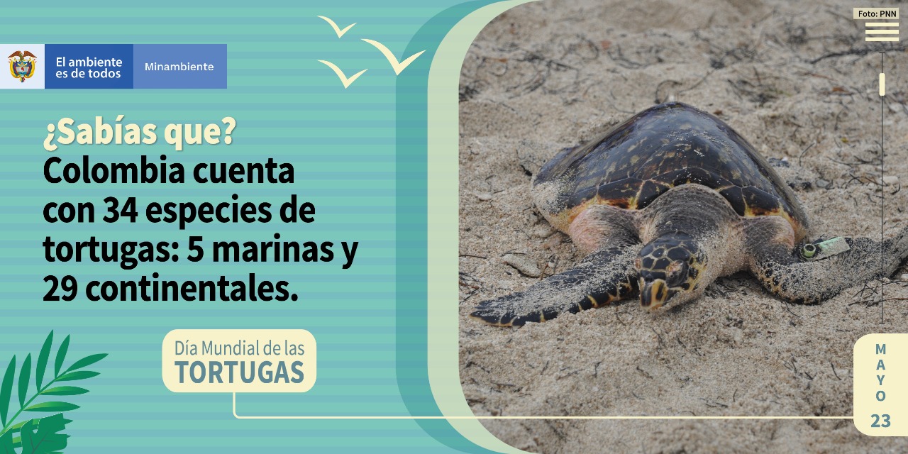 envío globo Si pico corneo de tortugas Desenmarañar pescado gobierno